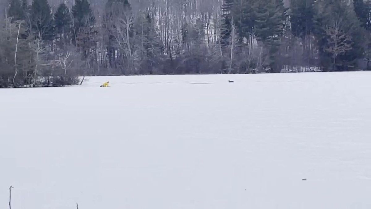 Stepped and broke the ice formed on the river, the deer ends up in the ...
