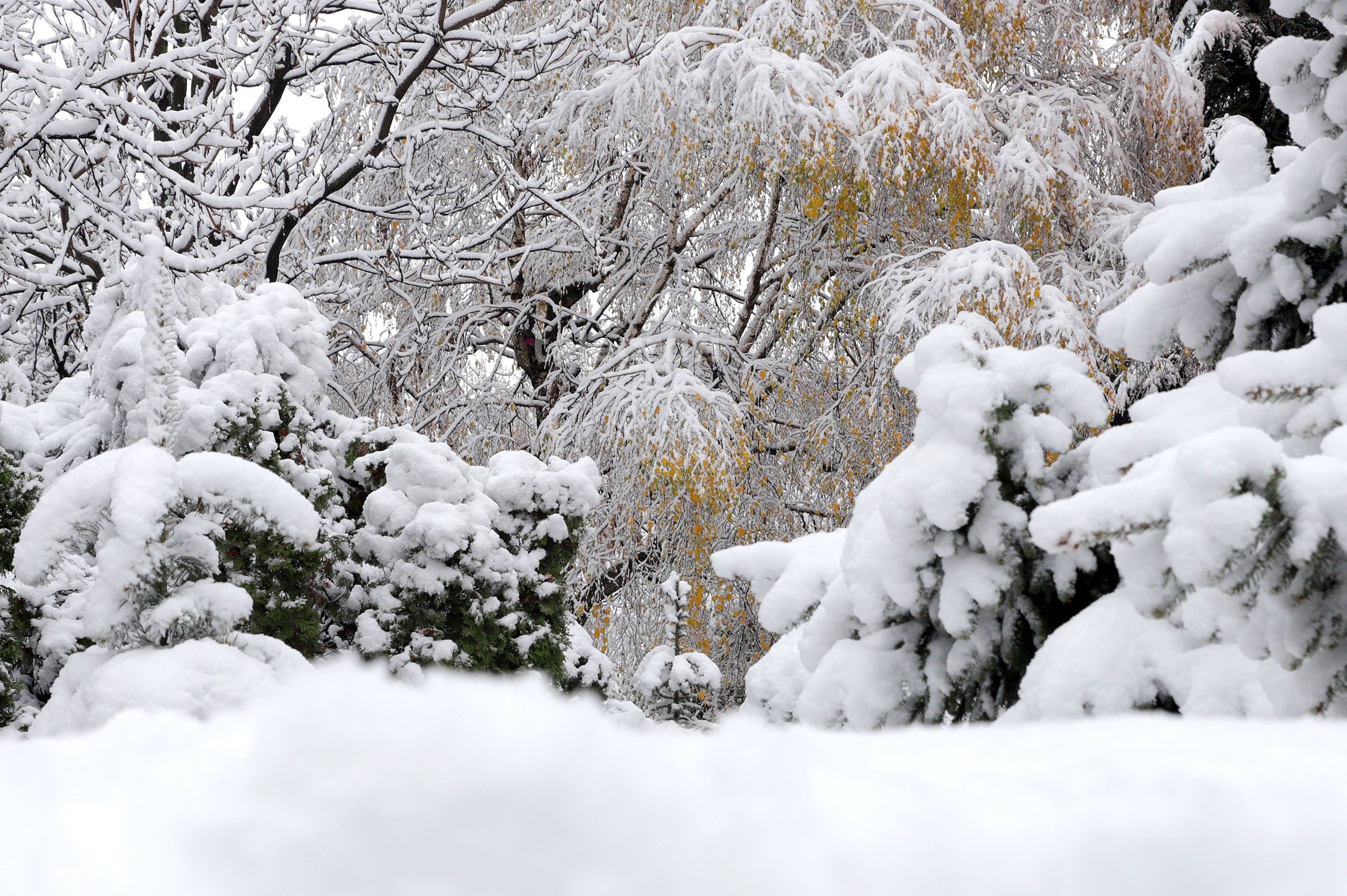 Reshje bore dhe ngrica, Policia bën thirrje për kujdes për të gjithë ...