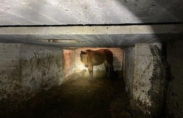 Kali u shpëtua, pasi kishte rënë në një "bodrum të braktisur të grurit ...