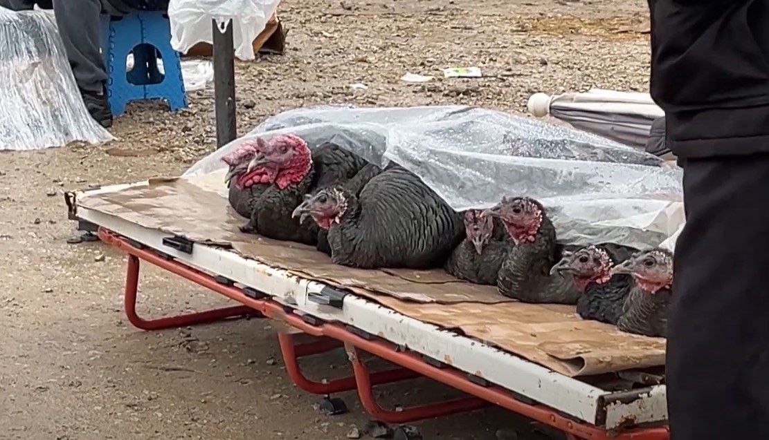 Shitja e gjelave për fundvit, tregtarët në Elbasan ulin çmimin në ...