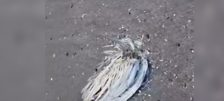 Dhjetëra shpendë të ngordhur në Vlorë, dyshohet për grip - Telegrafi ...