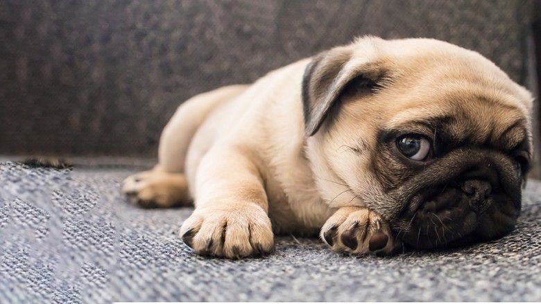 Dogs can smell a liar - Telegraph - Telegraph