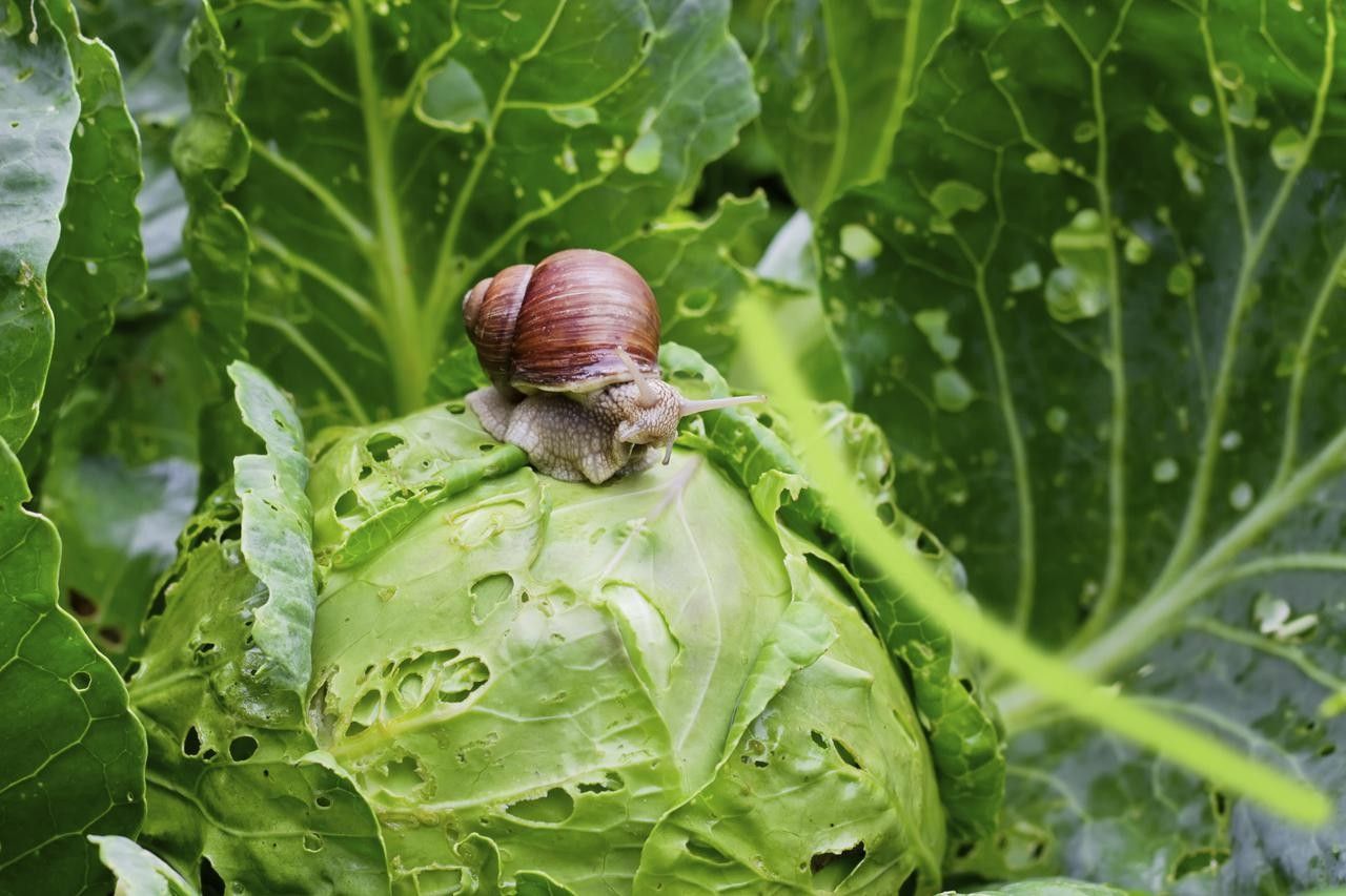 A drink that everyone has at home is the best solution for snails in ...