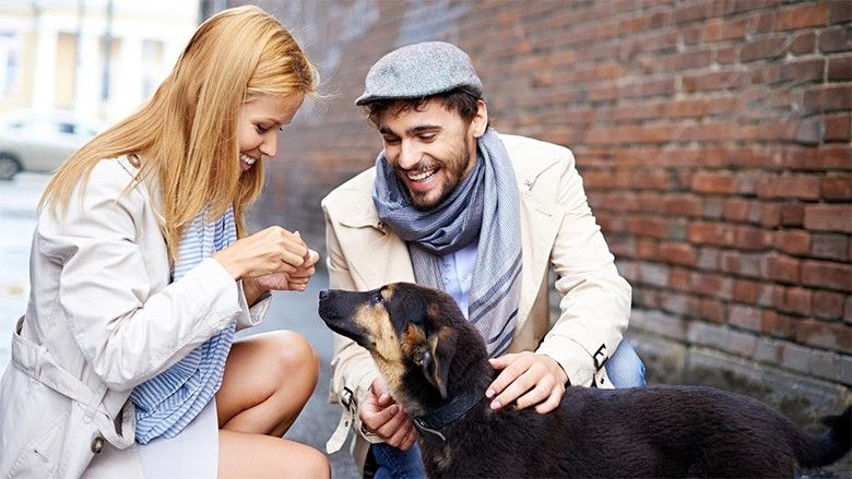 Tips on how to take care of your four-legged friend - Telegraph - Telegraph