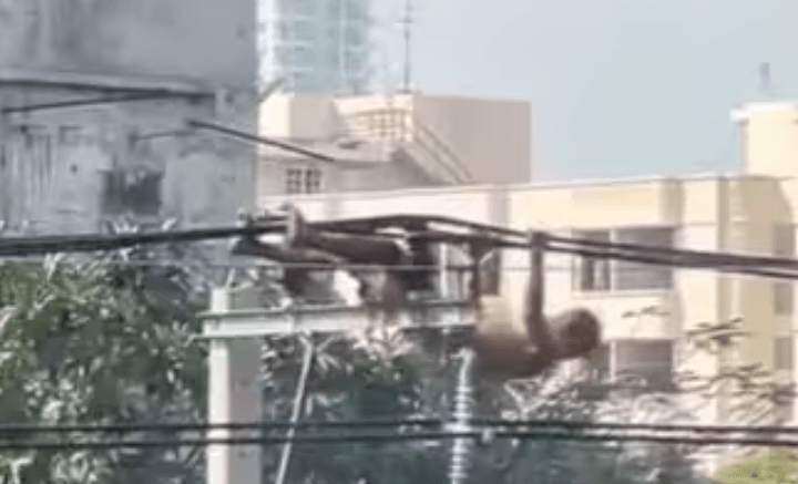 Videoja që po bën bujë në rrjete sociale - djali bën ushtrime fizike në ...