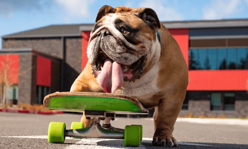 Meet Chowder the bulldog - a dog who has gone viral for his ...