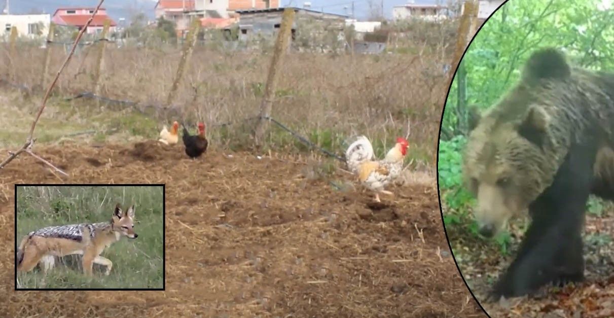 Fermerët në alarm kafshët e egra, rrezik për bagëtitë në Cërrik ...