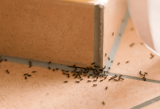 Pa dezinfektim dhe produkte të shtrenjta, produkti natyral që largon ...