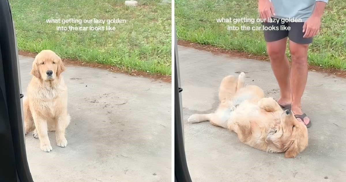 Qeni nuk dëshiron të hyjë vetë në veturë, pamja është shumë e lezetshme ...