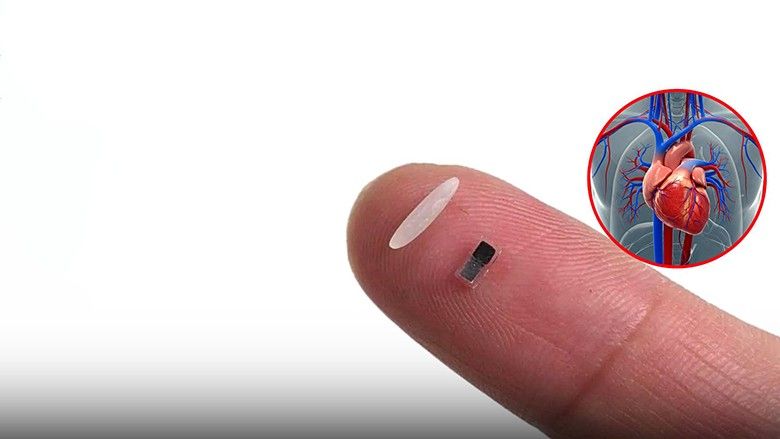 Scientists have made the world's smallest cardiac stimulation pacemaker ...