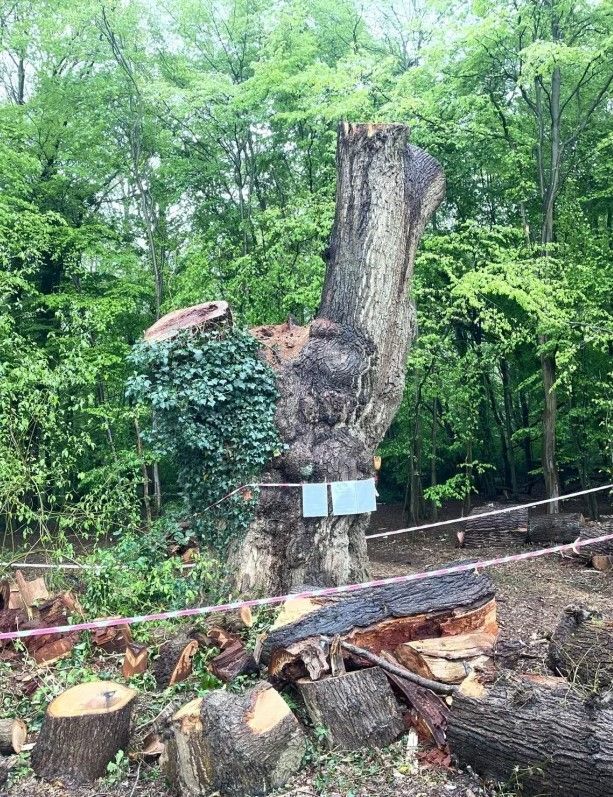 Zemërim dhe thirrje për drejtësi, pasi një lis që besohet të jetë deri ...