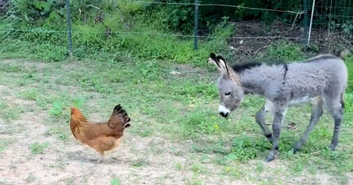 The little donkey met a chicken - the scene looks like in cartoons ...