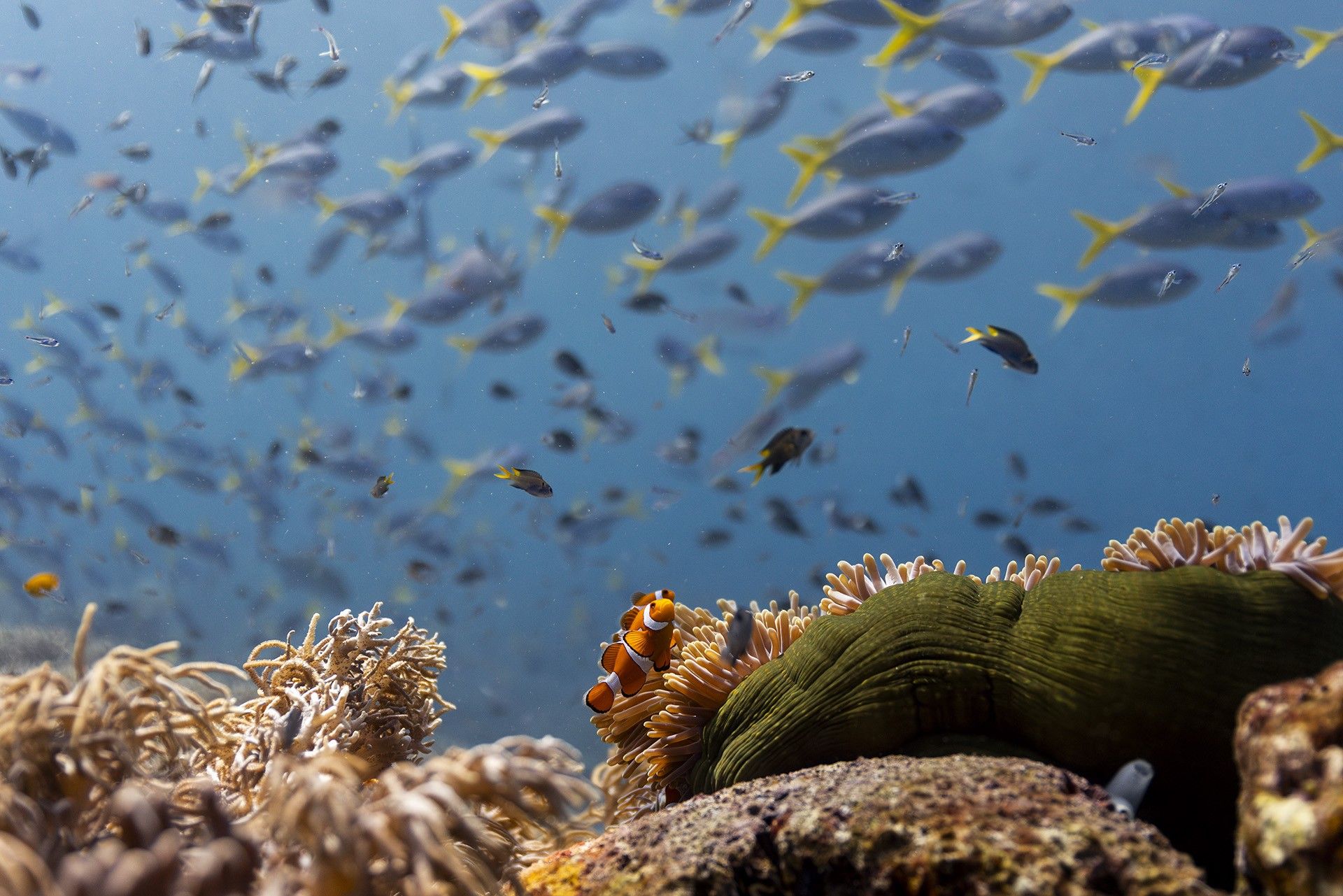 "Ocean with David Attenborough" nga 8 maji në ekranin e madh të ...