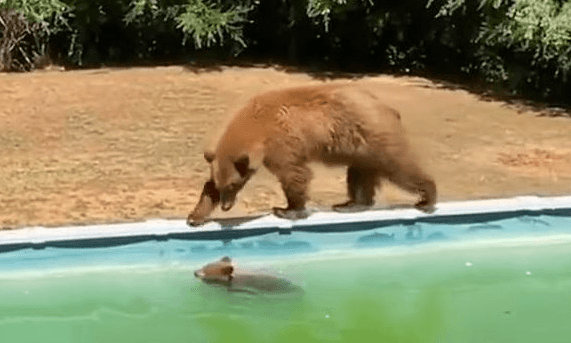 Nxehtësia detyron dy arinjë të zhyten në një pishinë në oborrin e një ...