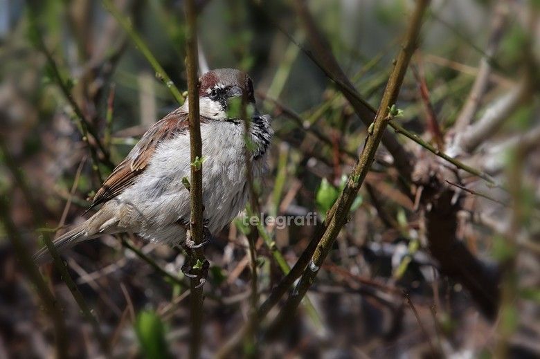 Mot me vranësira dhe riga shiu - Telegrafi - Telegrafi
