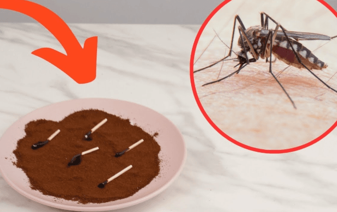 Mbani larg mushkonjat këtë verë duke përdorur metodën me kafe ...