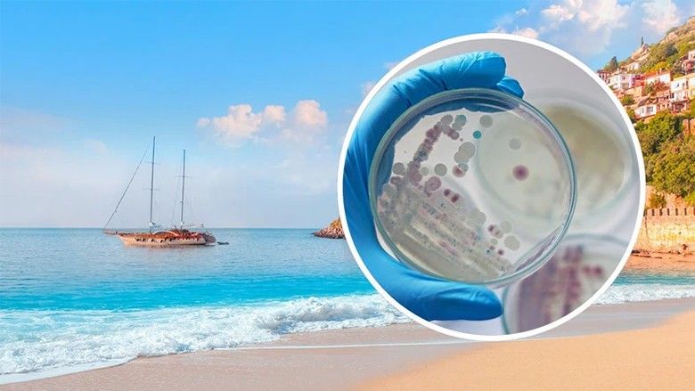 Dangerous bacteria is spreading in the sea: Vibrio infections on the ...