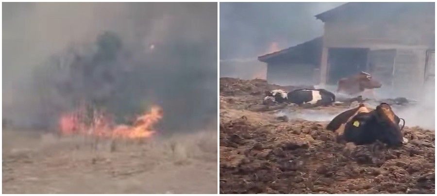 Zjarret përfshijnë shtallë me lopë, rrezikohen edhe shtëpitë në ...